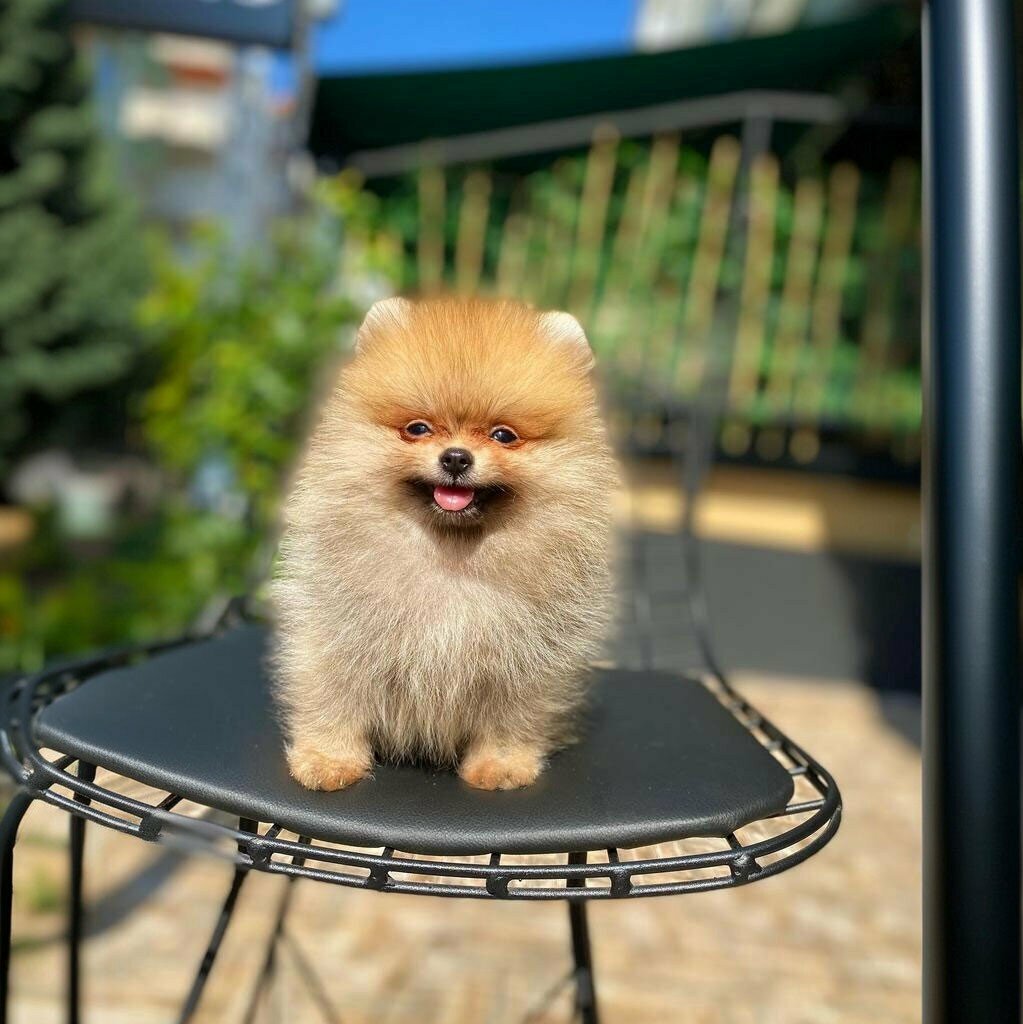 Petshop Ada Pets Club, Mersin, foto