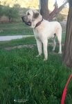 Aksaray Malaklı Köpekleri Üretim Çiftliği Dede Düzgün (Aksaray, Aksaray Merkez , Bağlıkaya Beldesi), hayvanat bahçesi merkezi  Aksaray'dan