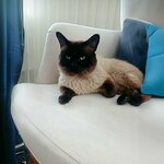 Tuana Akvaryum ve Kuş Evi evcil hayvan mağzası (Kahramanmaraş, Elbistan, Ceyhan Mah., Cumhuriyet Cad., 92A), petshop  Elbistan'dan