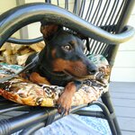 Pet care (Kirova Street No:83), pet otel  Sergiyev Posad'dan