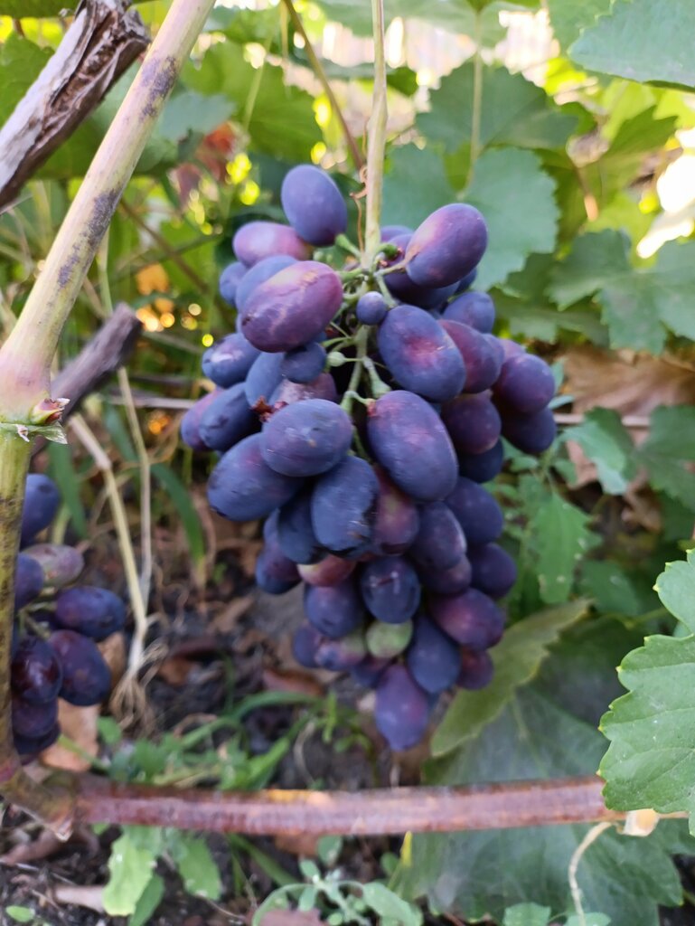 Bahçecilik dernekleri ve kuruluşları Дача Ивана, Saratovskaya oblastı, foto