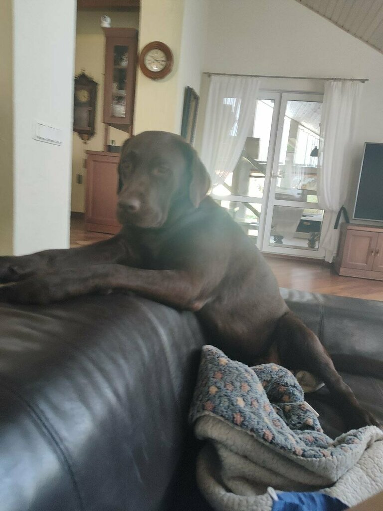 Çardak Gazebo, Velikiy Novgorod, foto