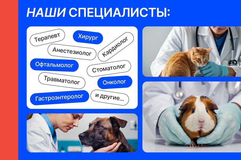 Veteriner klinikleri Хвостик Лео, Moskova, foto