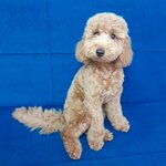 Bobi Koleji, İzmir Köpek Eğitimi Merkezi, Köpek Eğitmeni (İzmir, Konak, Kültür Mah., 1438 Sok., 9), uzman hizmetleri  İzmir'den