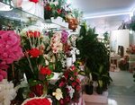 İrem Çiçekçilik (Burdur, Burdur Merkez, Burç Mah., Kışla Cad., 3G), çiçekçiler  Burdur'dan