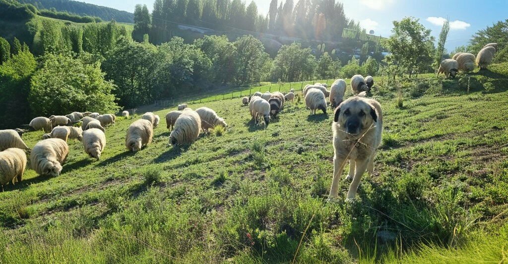 Muhtarlıklar Tatlıpınar Köy Muhtarlığı, Taşova, foto