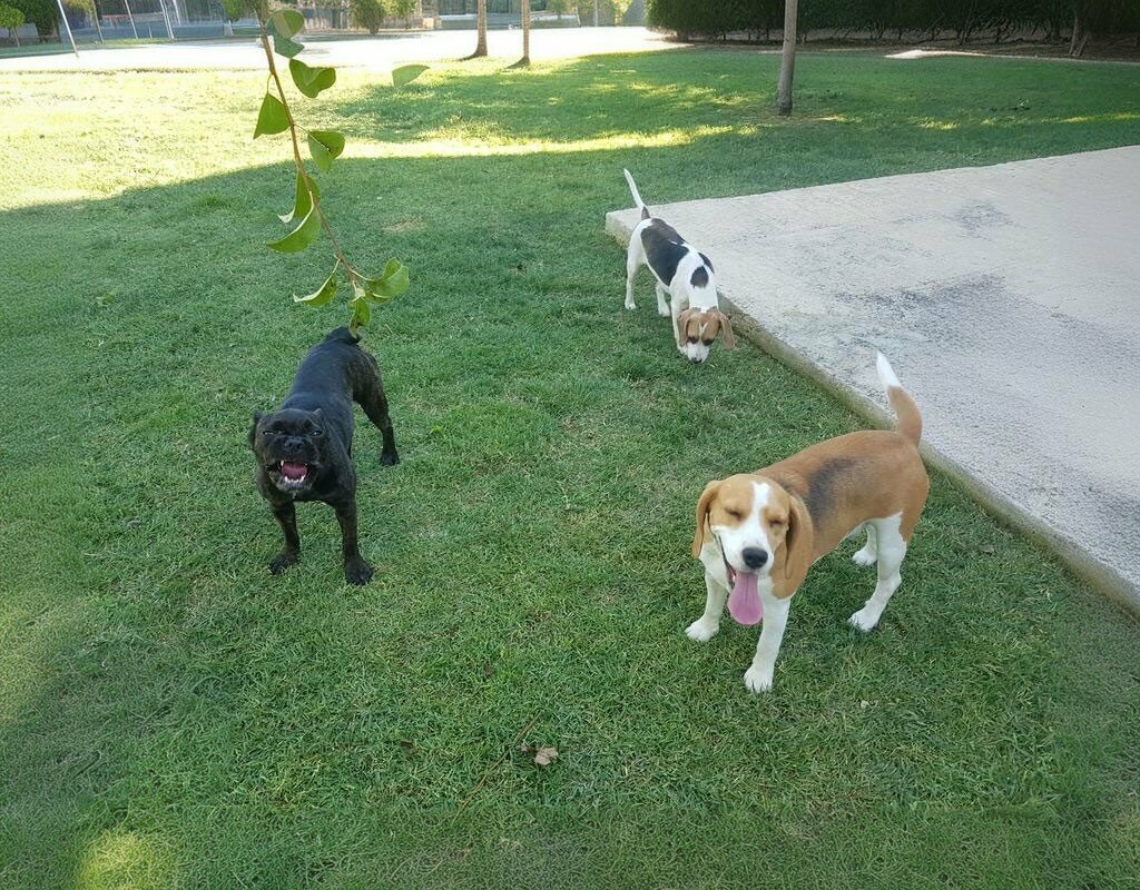 Petshop Mutlu Patiler Kedi Köpek Oteli, Bursa, foto