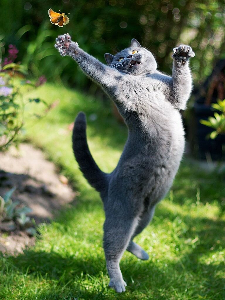 Veteriner klinikleri Пушок, Moskova, foto