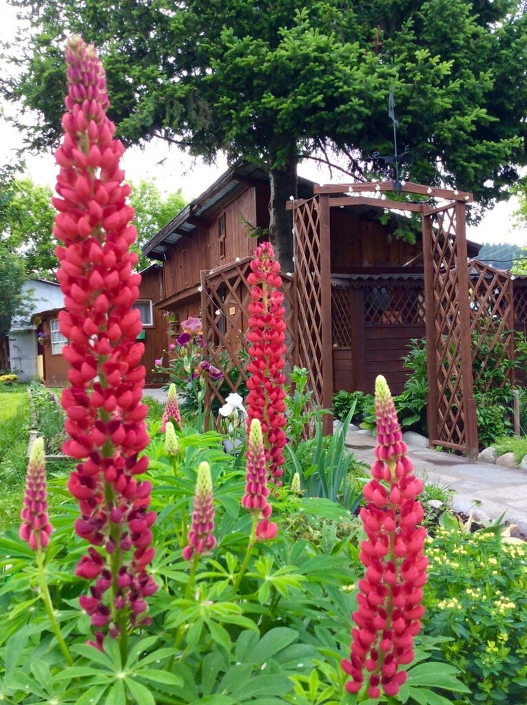 Resort oteller, tesisler Пушистые Ели, Altayski krayı, foto