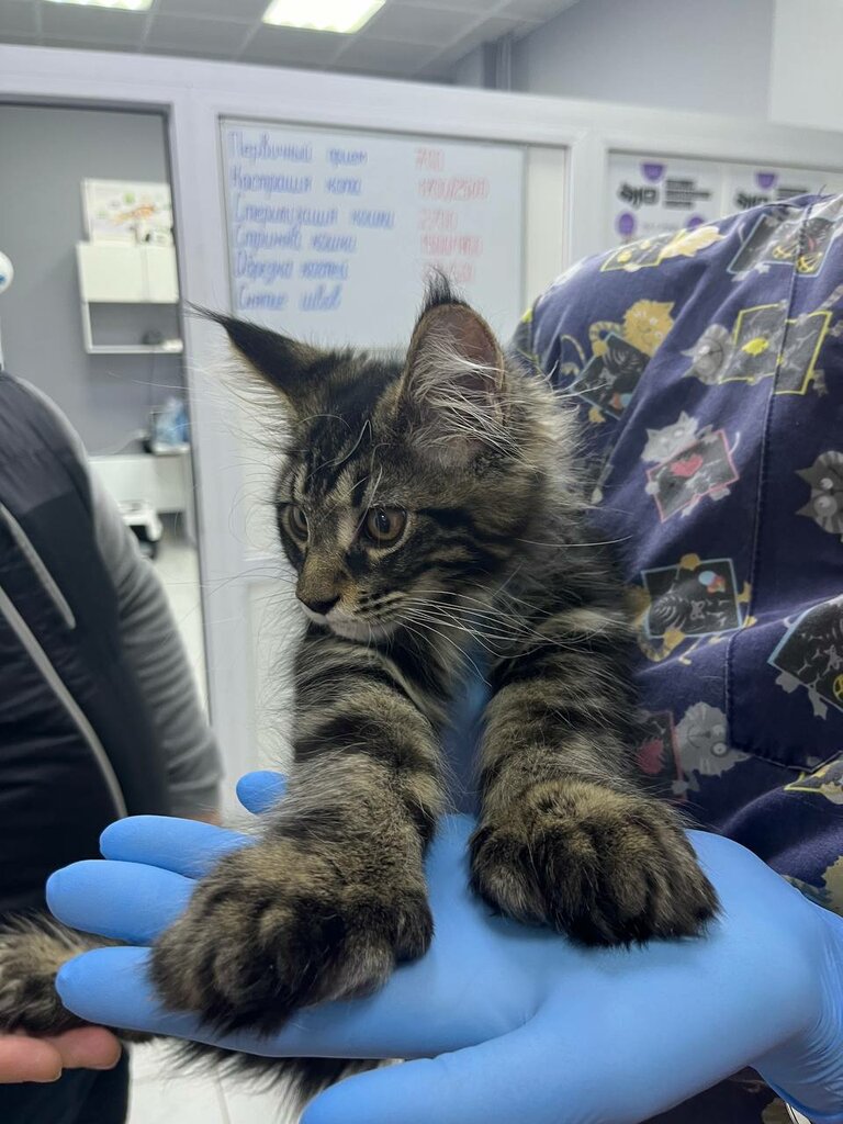 Veteriner klinikleri Ветсервис, Tiumen, foto