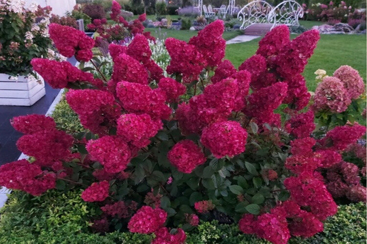 Sera ve bahçe ürünleri Favorite gardens, Izhevsk, foto