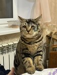 Aibolit Veterinary Clinic (ulitsa Pavlova No:9Б), veteriner klinikleri  Çapayevsk'ten