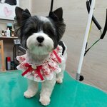 Cute dog (Krylov kóshesi No:68), evcil hayvan kuaförleri  Öskemen'den (Ust‑Kamenogorsk'tan)