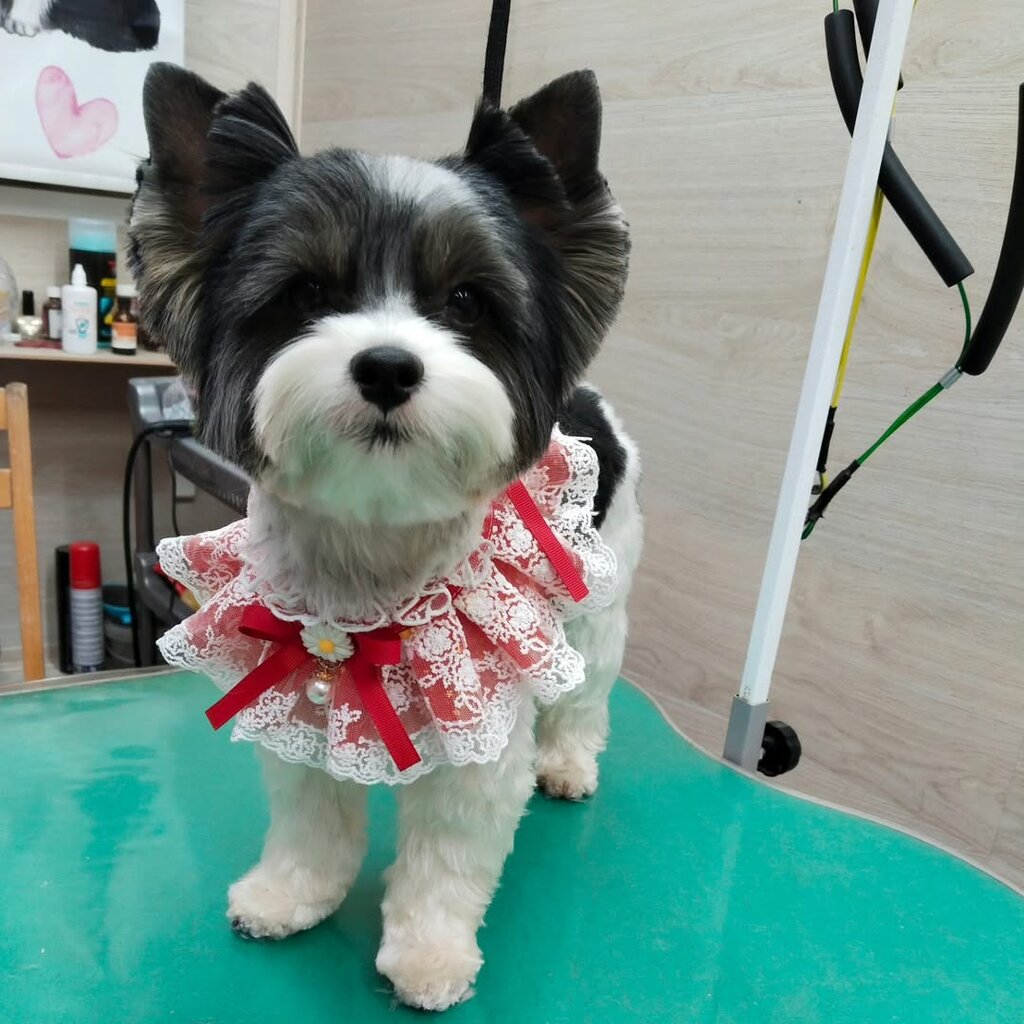 Evcil hayvan kuaförleri Cute dog, Öskemen (Ust‑Kamenogorsk), foto