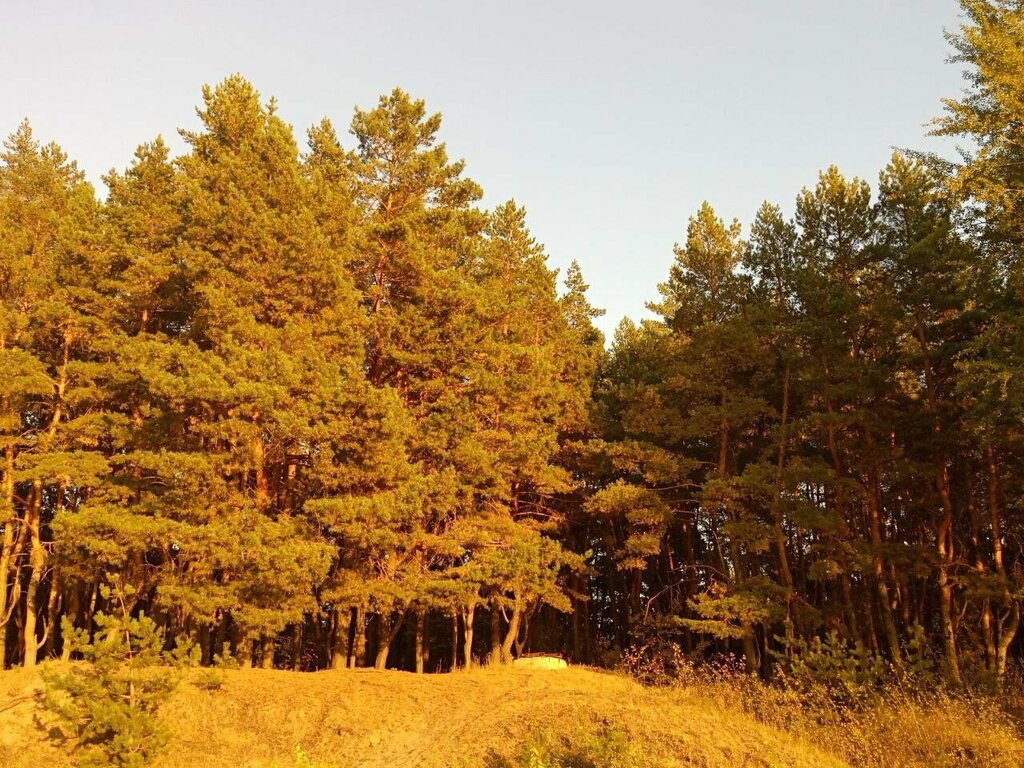 Doğa koruma alanı ООПТ регионального значения природный парк Подмонастырская сосна, Valuyki, foto