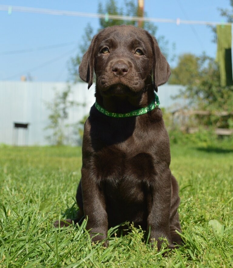 Evcil hayvan yetiştiricileri Гордость Империи, Vishniy Volochek, foto