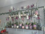 Zerda (Ankara Province, Mamak District, Bahçelerüstü Mah., Orhaneli Cad., 3C), çiçekçiler  Ankara'dan
