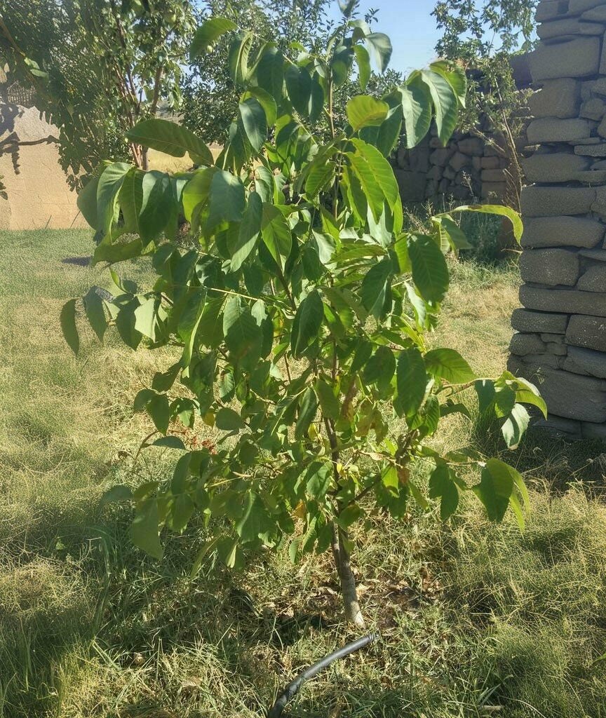 Muhtarlıklar Gedikpınar Köy Muhtarlığı, Güroymak, foto