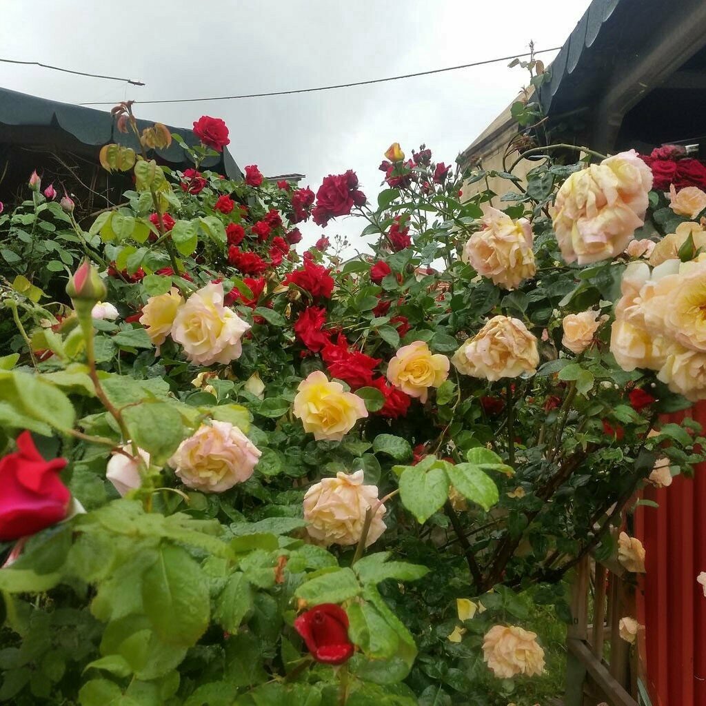 Restoran Belediye Restaurant ve Birahane, Divriği, foto