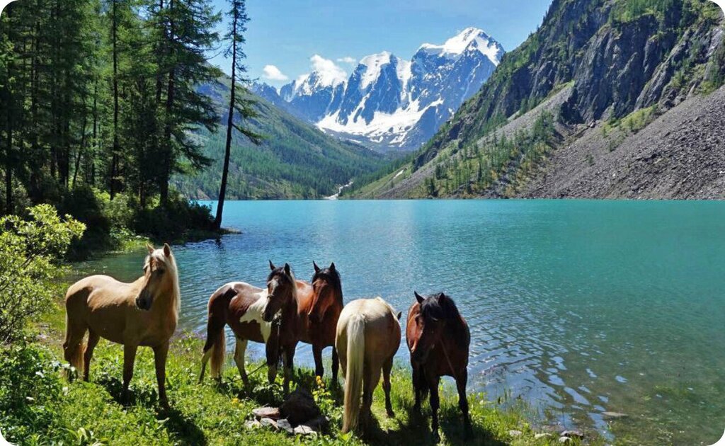 Resort oteller, tesisler Fishlake, Altay Cumhuriyeti, foto