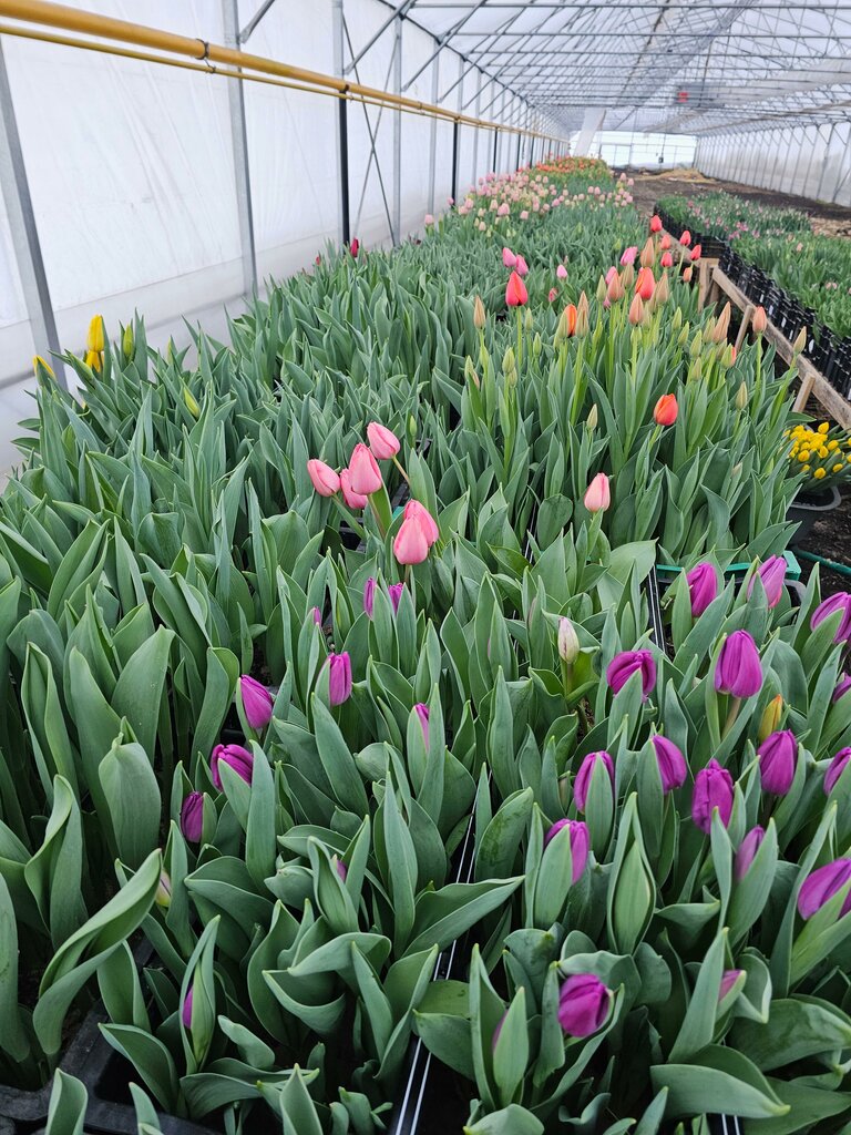 Fidan yetiştiriciliği Svoy-pitomnik, Ulyanovsk, foto