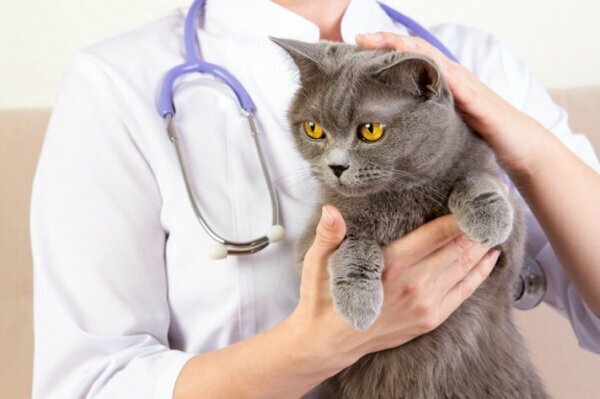 Veteriner klinikleri Silivri Veteriner Kliniği, Silivri, foto