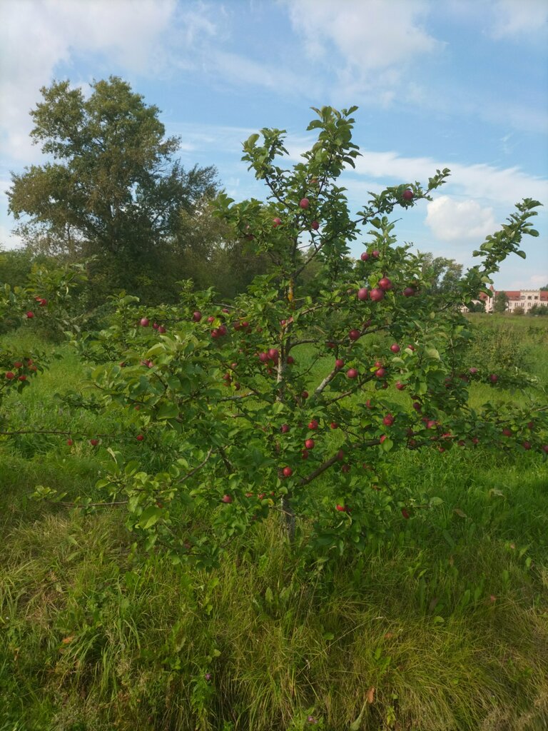 Bahçe Учебно-опытный сад Аграрного университета, Puşkin, foto