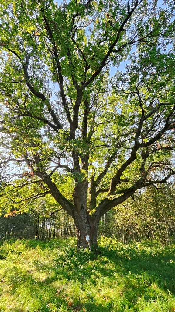 Doğa Дуб черешчатый, Saint‑Petersburg ve Leningradskaya oblastı, foto