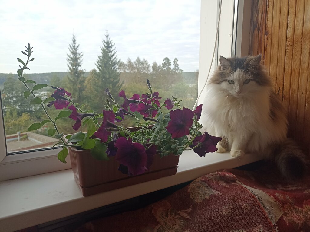 Tarımsal altyapı Теплица, Çebarkul, foto