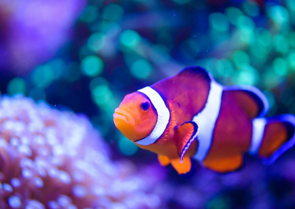 Petshop Acuario Waldemar Sac, Lima, foto