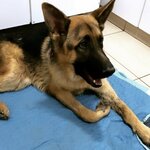 Therapy Hayvan Hastanesi (Mareşal Fevzi Çakmak Blv., No:242/1A, Urla, İzmir), veteriner klinikleri  Urla'dan