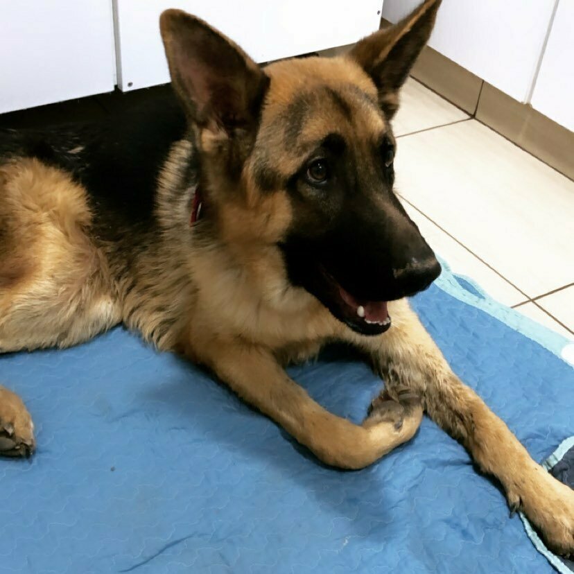 Veteriner klinikleri Therapy Hayvan Hastanesi, Urla, foto