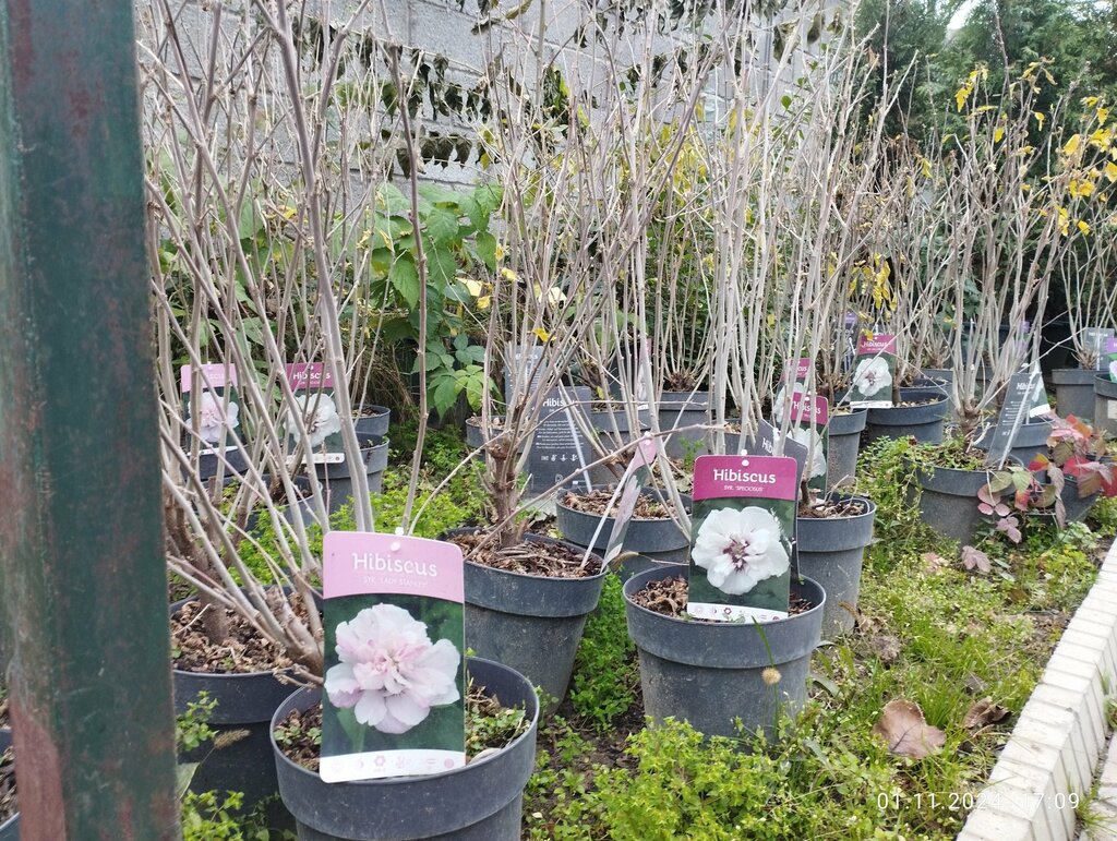 Fidan yetiştiriciliği Green Life Dan, Bişkek, foto