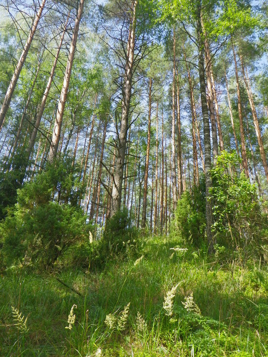 Doğa Геологический памятник природы Чертова гора Поречская, Grodnenskaya oblastı, foto