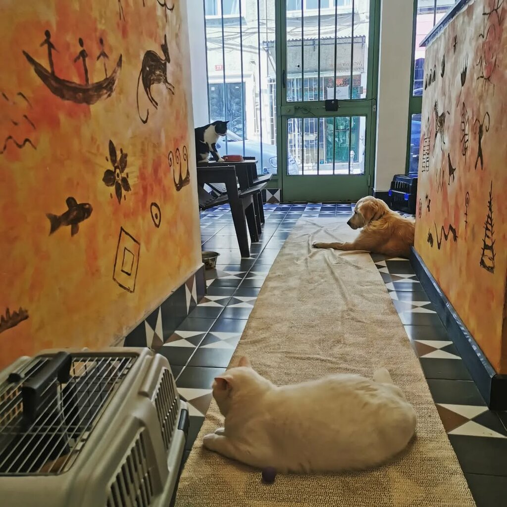 Veteriner klinikleri Odo veteriner, İstanbul, foto