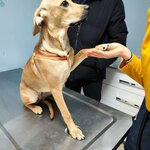 Lilyum Veteriner Kliniği-Silivri Veteriner-Acil Veteriner-Kedi Kısırlaştırma-Köpek Kısırlaştırma-Evde Veterinerlik Hizmeti (İstanbul, Silivri, Yeni Mah., Şehit Bahattin Erişen Sok., 7K), veteriner klinikleri  Silivri'den