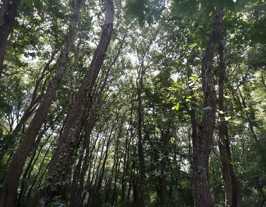 Piknik alanı Sinekli Gölü Piknik Alanı, Silivri, foto