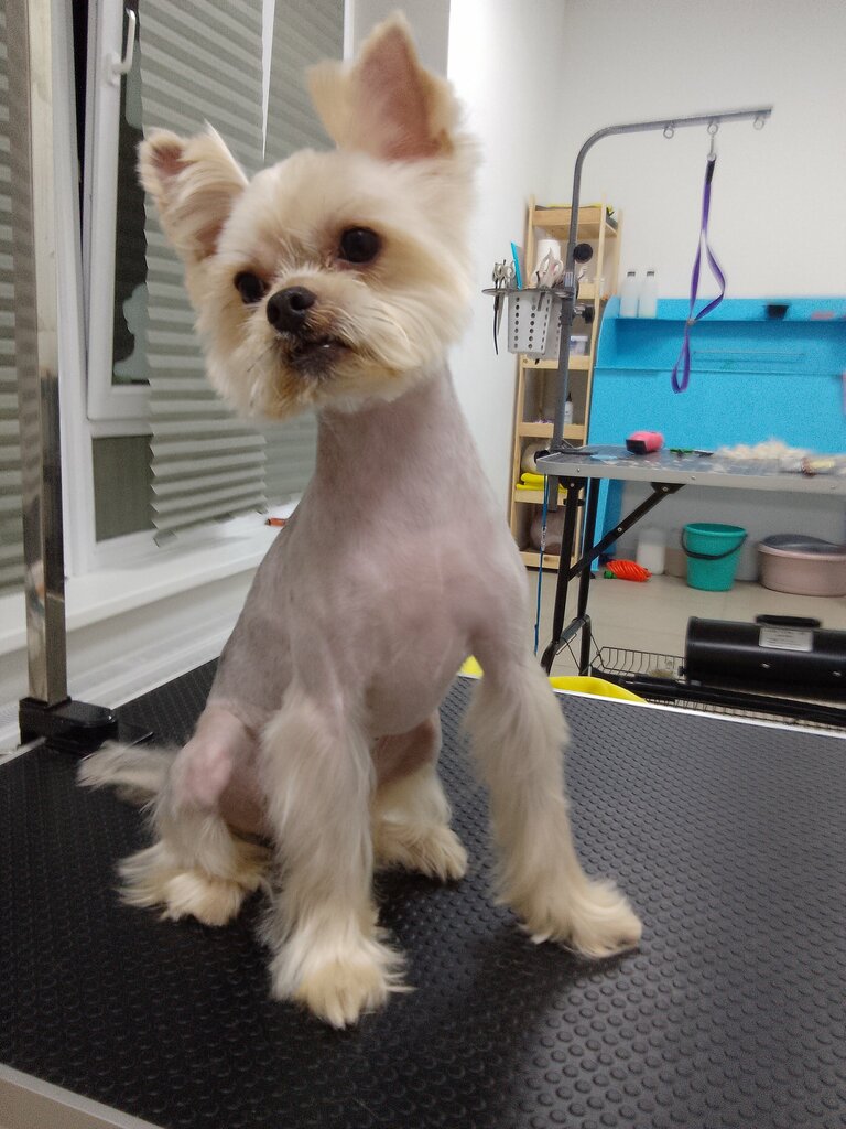 Evcil hayvan kuaförleri Sharik SPA, Krasnodar, foto