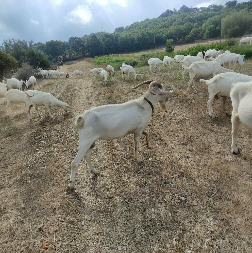 Muhtarlıklar Çomaklı Köy Muhtarlığı, Çan, foto