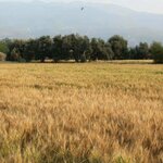 Uyar Market (Hatay, Arsuz, Karaağaç Mah., Atatürk Cad.), mini-market  Arsuz'dan