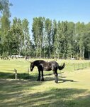Özsarı At Çiftliği ve At Binim Merkezi (Konya, Ereğli, Hacımemiş Mah., Koraş Sok., 4C), restoran  Ereğli'den