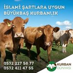 Kurban Dünyası (Pirinççi Mah., Pirinççi Köy Yolu, No:145, Eyüpsultan, İstanbul), hayvancılık  İstanbul'dan