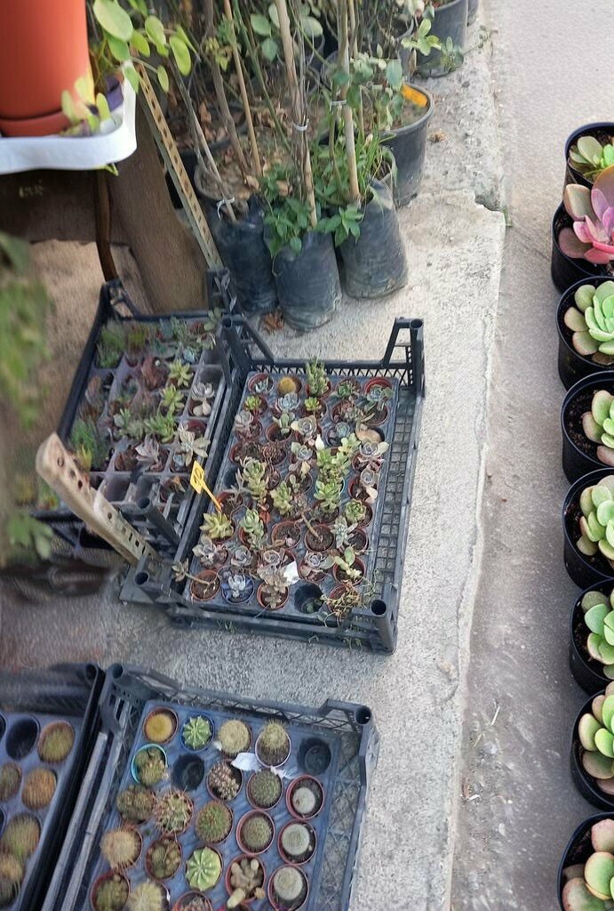 Süpermarket Şok, Akyazı, foto