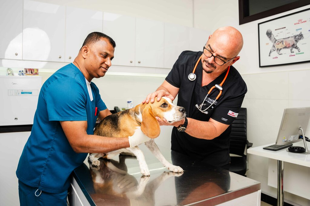 Veteriner klinikleri Noble Veterinary Clinics, Dubai, foto