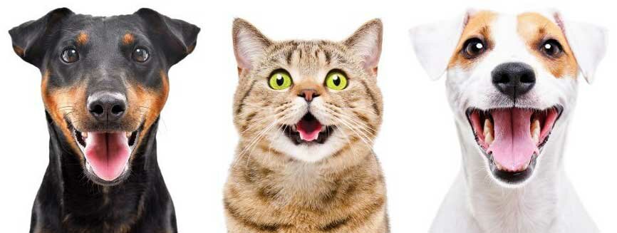 Veteriner klinikleri Dexter Veteriner Kliniği, Gazipaşa, foto