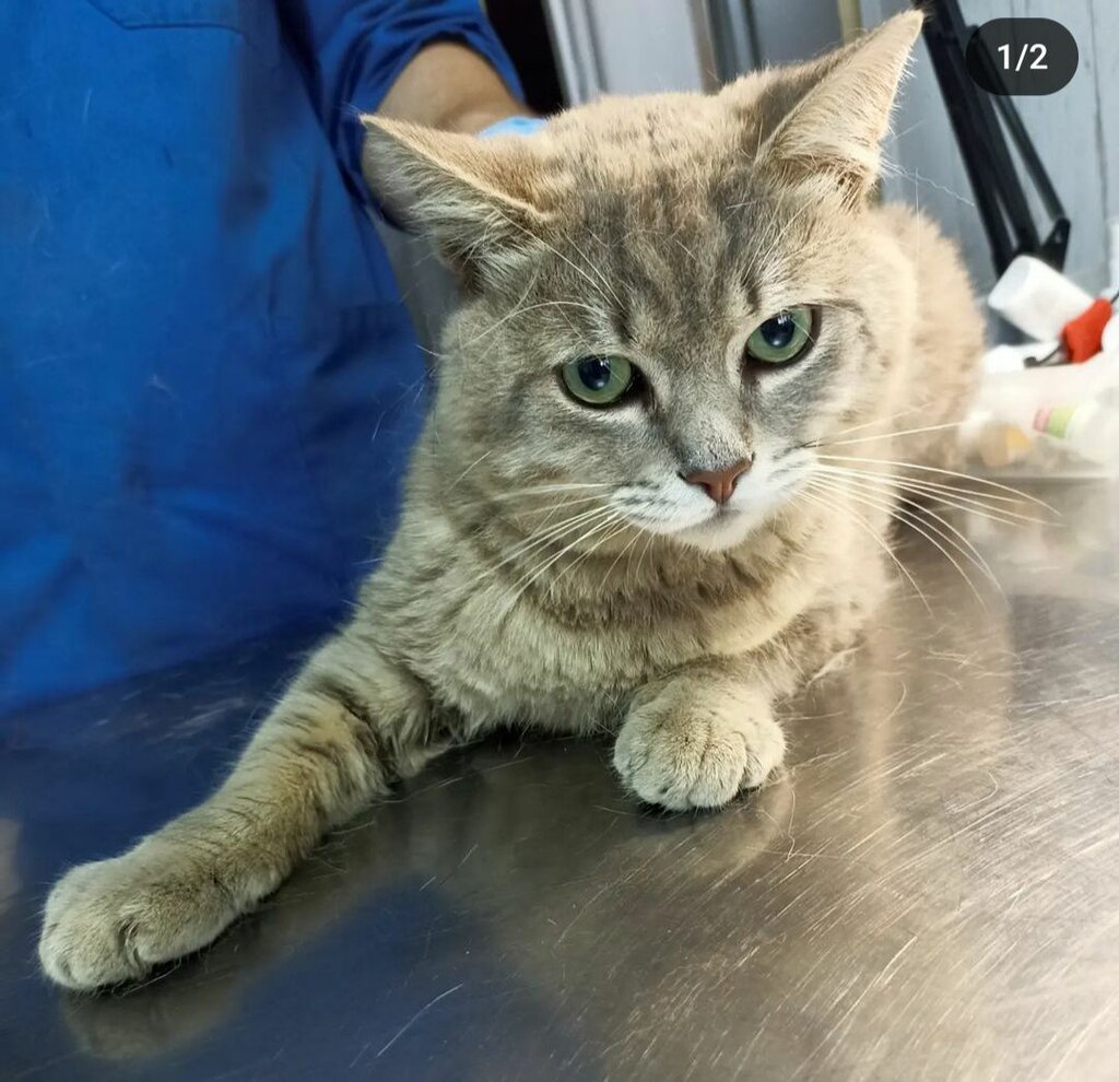 Veteriner klinikleri Доктор Мурчонок, Balaşiha, foto