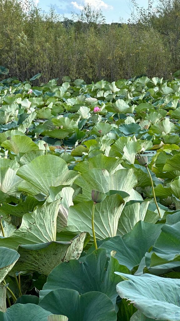 Doğa Озеро лотосов, Habarovski krayı, foto