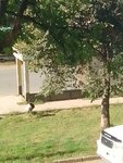Русь (Primorye Territory, Arsenyev, Oktyabrskaya ulitsa), toplu taşıma durağı  Arsenev'den
