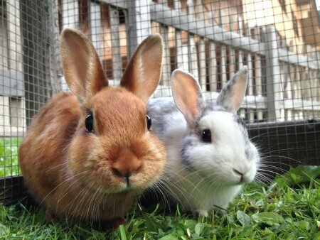 Petshop Ladik Yem, Denizli, foto