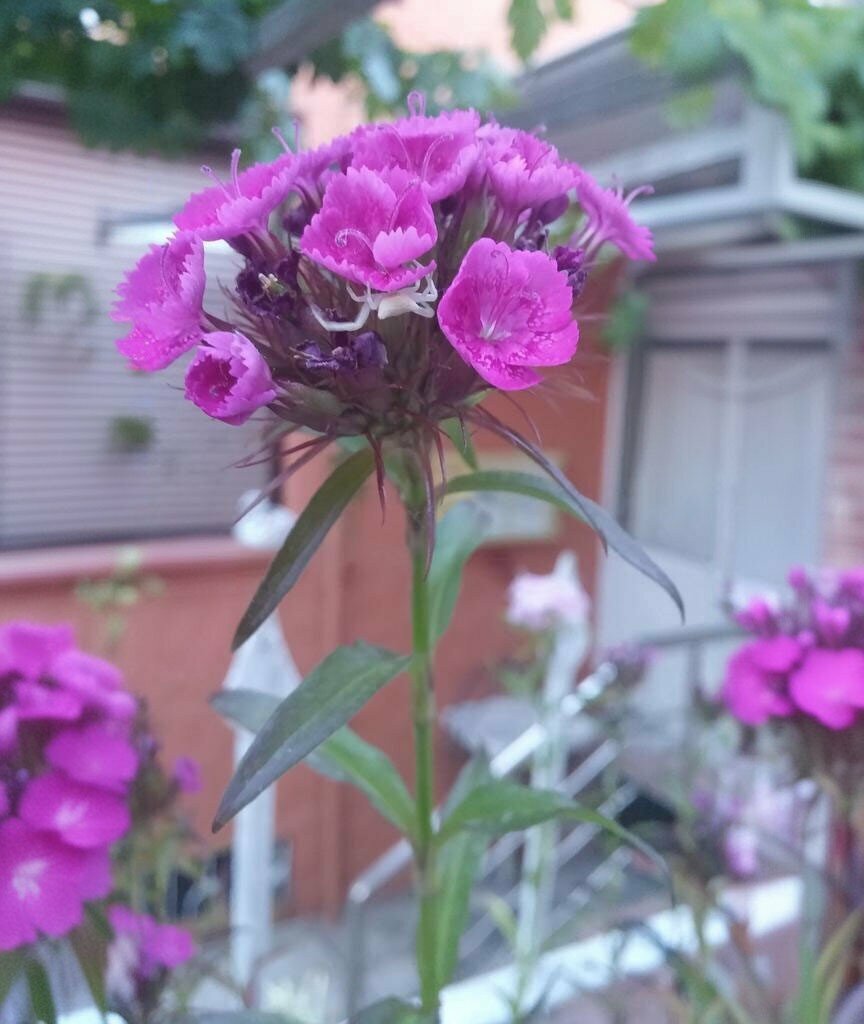 Kültür ve eğlence parkları Parklar ve ormanlar, Kayseri, foto